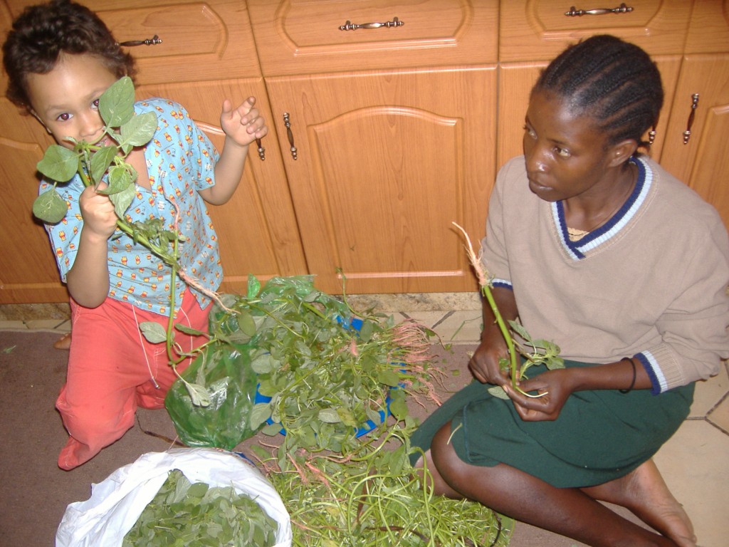 Traditional African vegetables hit the mainstream – Agricultural ...