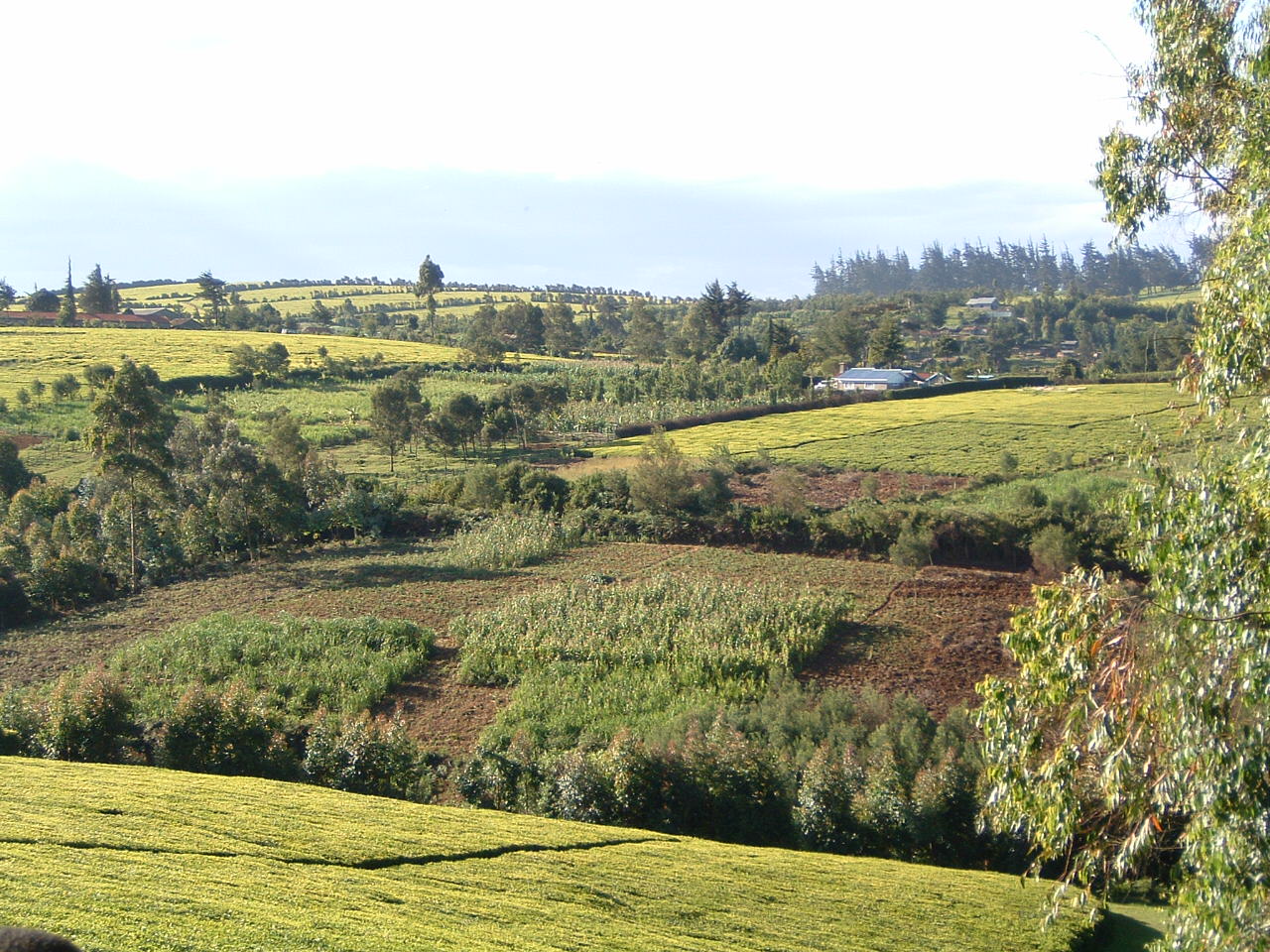 Chewing up Kenyan gums – Agricultural Biodiversity Weblog