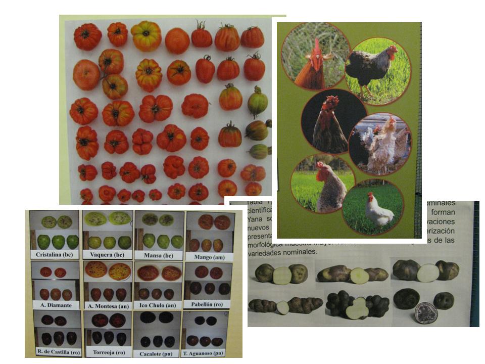 Agrobiodiversity on display at SIRGEALC – Agricultural Biodiversity Weblog