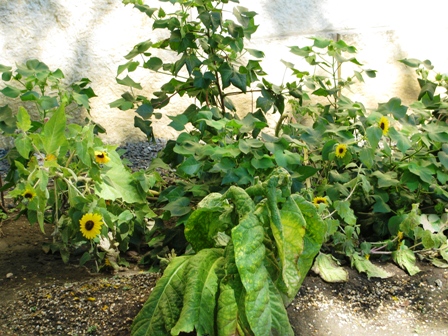 The Museum of the American Indian’s native crop garden – Agricultural ...