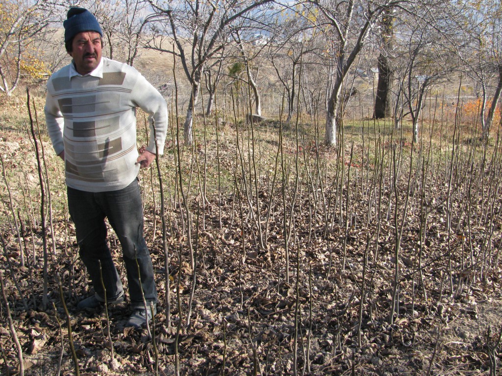 3D trees in Google Earth – Agricultural Biodiversity Weblog