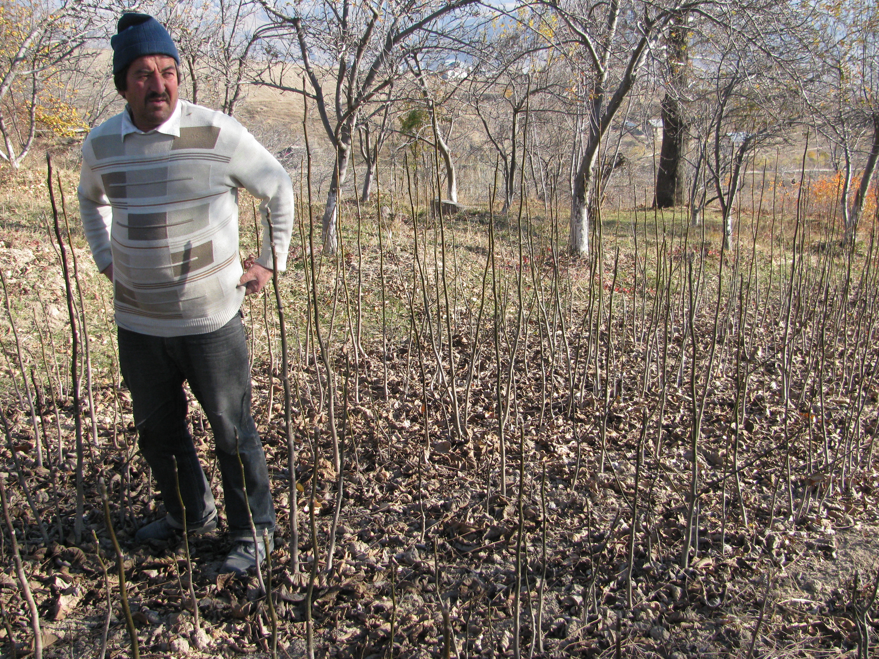 3D trees in Google Earth – Agricultural Biodiversity Weblog