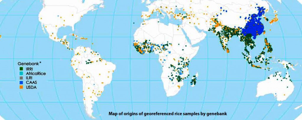 Mapping rice agrobiodiversity from around the world – Agricultural ...