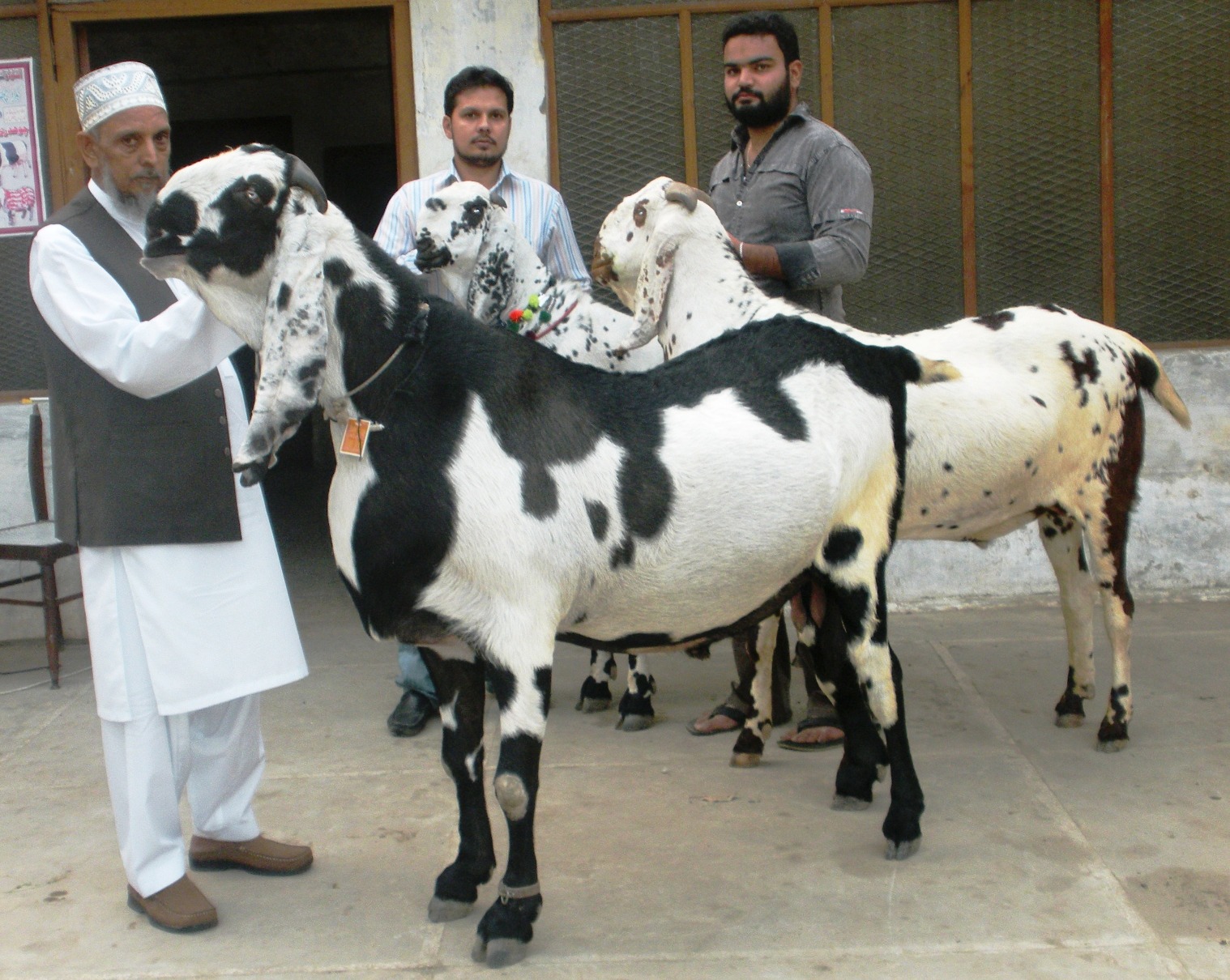 Champion goat photo bound to go viral – Agricultural Biodiversity Weblog