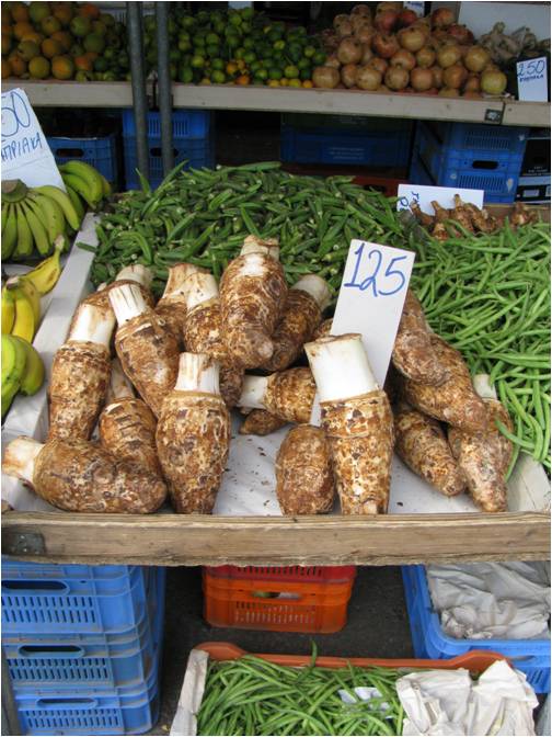Taro in the Levant – Agricultural Biodiversity Weblog
