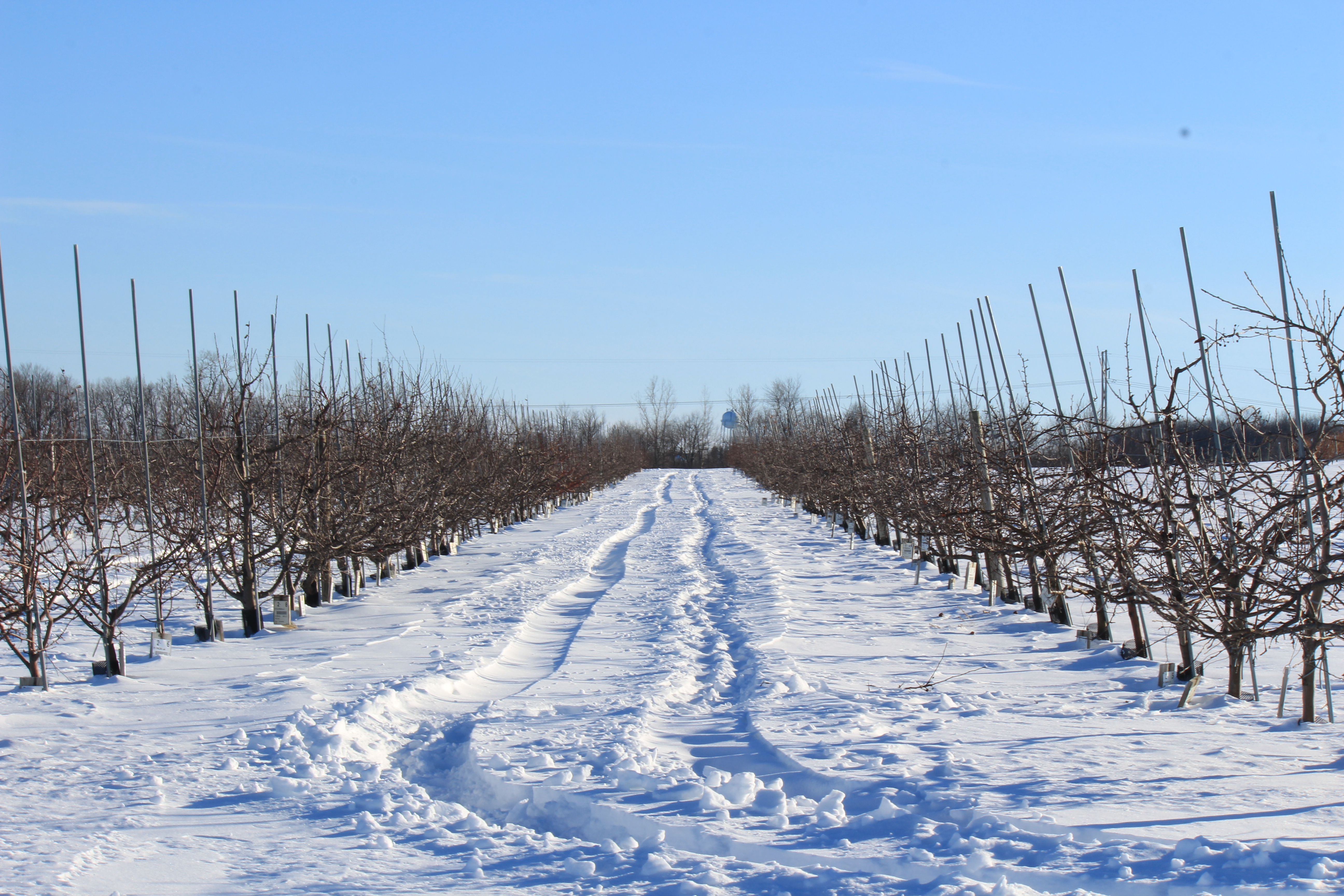 Apples in the snow – Agricultural Biodiversity Weblog