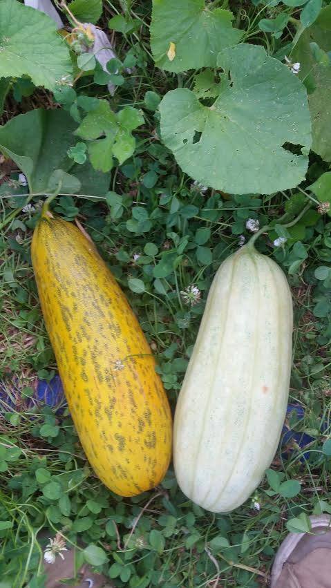 From the Maldives to New Jersey – Agricultural Biodiversity Weblog