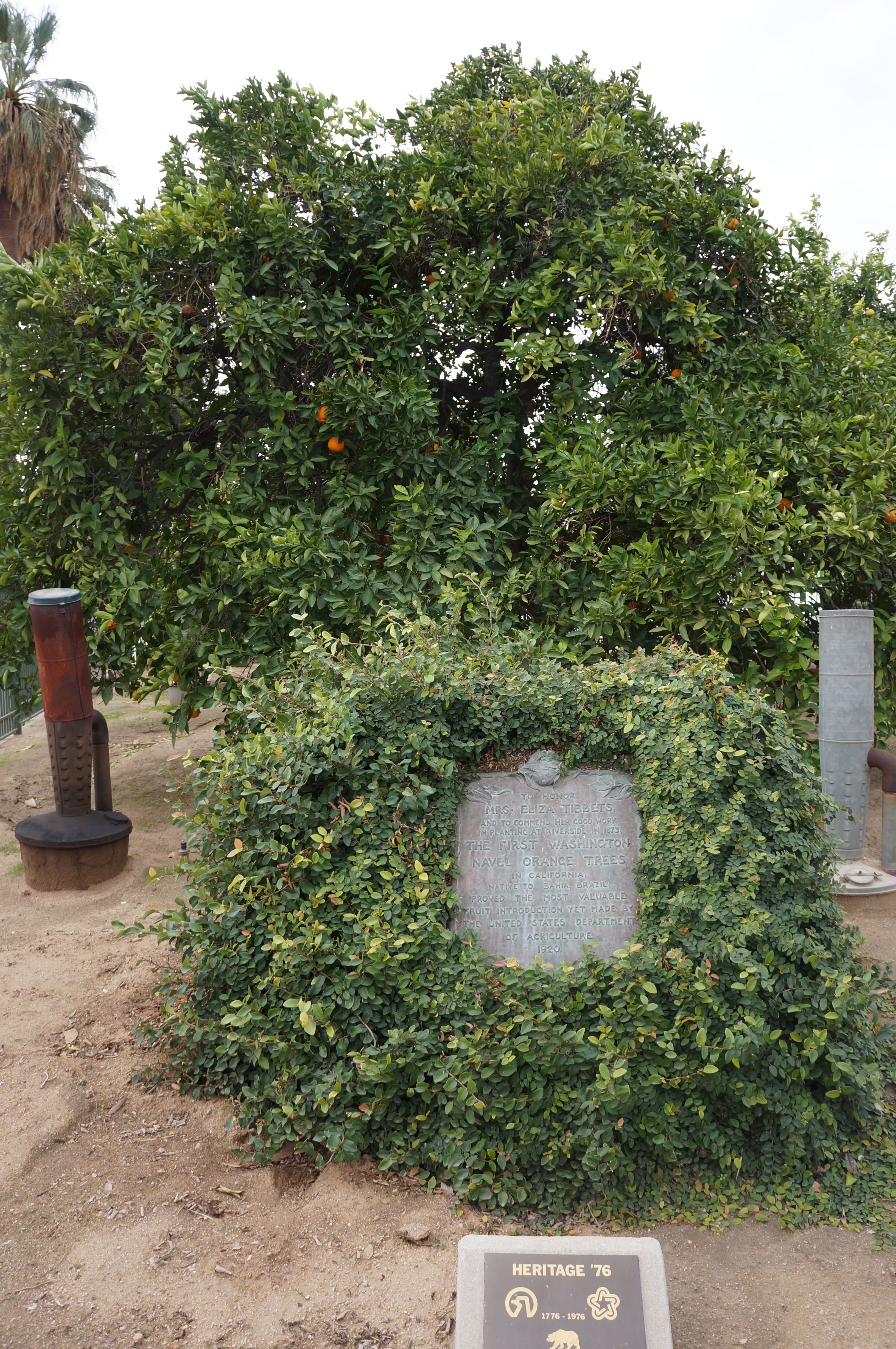 The most valuable fruit introduction yet – Agricultural Biodiversity Weblog