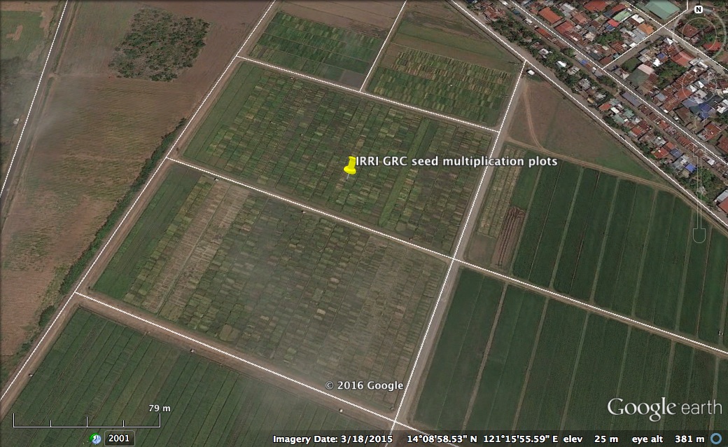 Multiplying rice – Agricultural Biodiversity Weblog