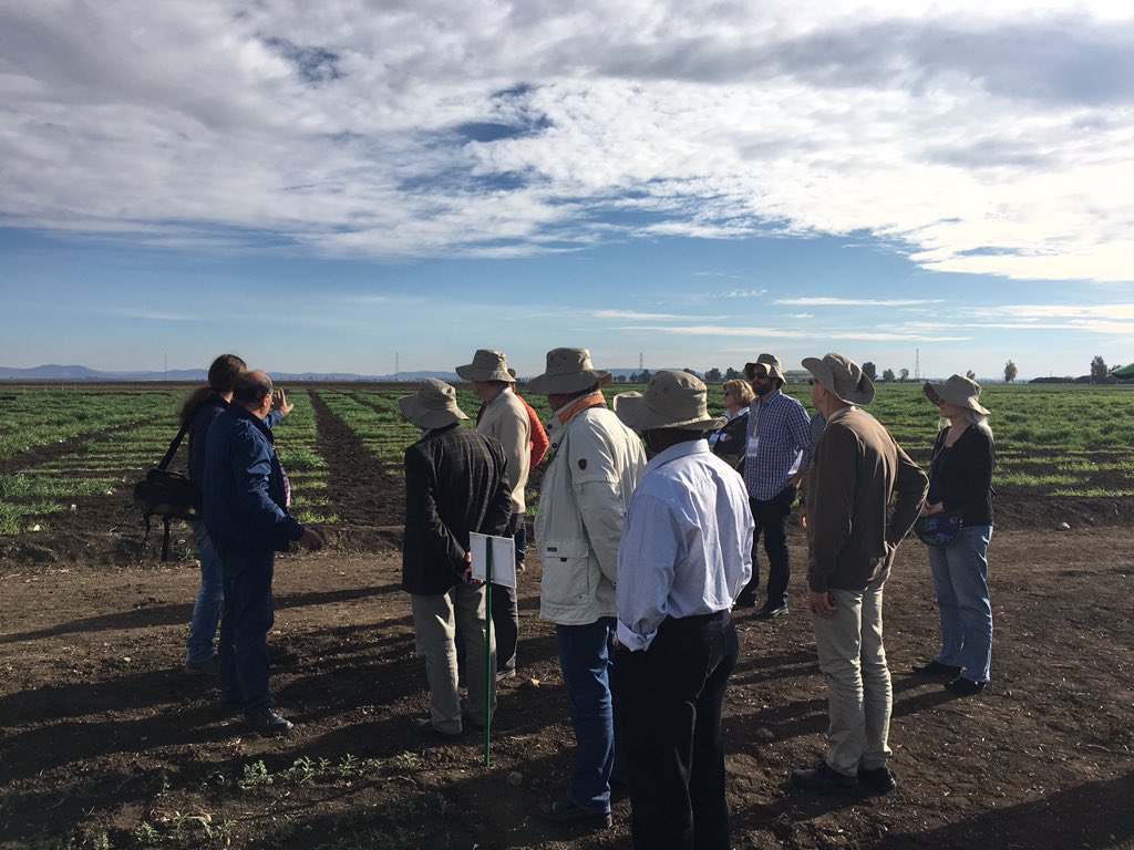 Rebuilding the ICARDA collection – Agricultural Biodiversity Weblog