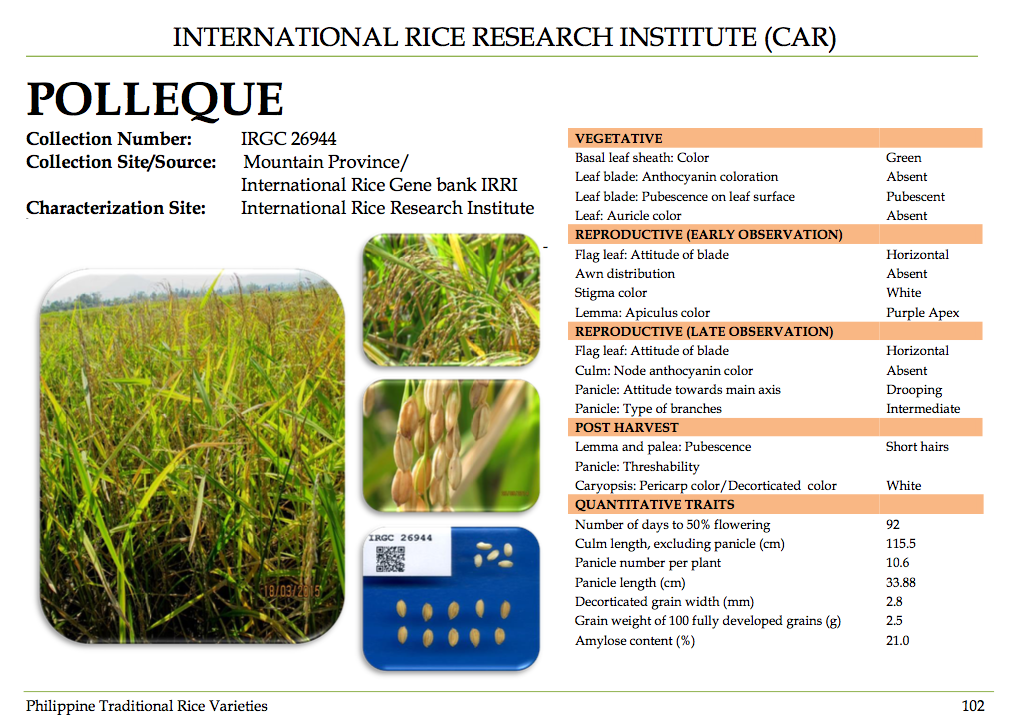 Filipino rice landraces documented – Agricultural Biodiversity Weblog
