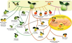 Citrus in a nutshell – Agricultural Biodiversity Weblog