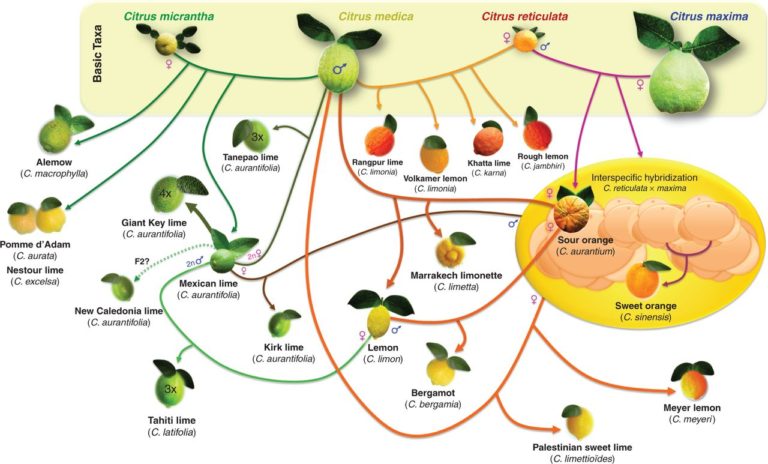 Citrus in a nutshell – Agricultural Biodiversity Weblog