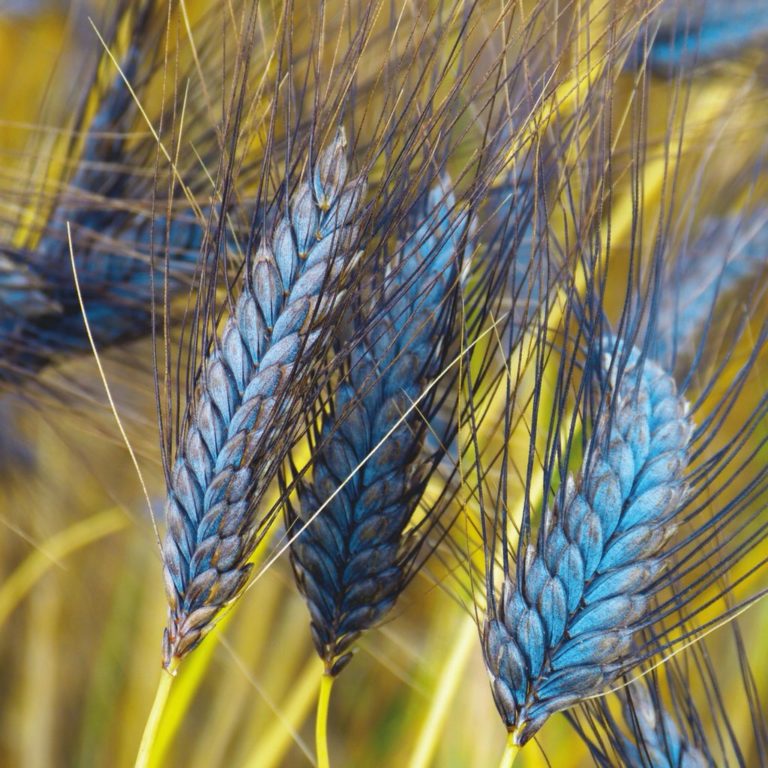 Where is Utrecht blue wheat from? – Agricultural Biodiversity Weblog