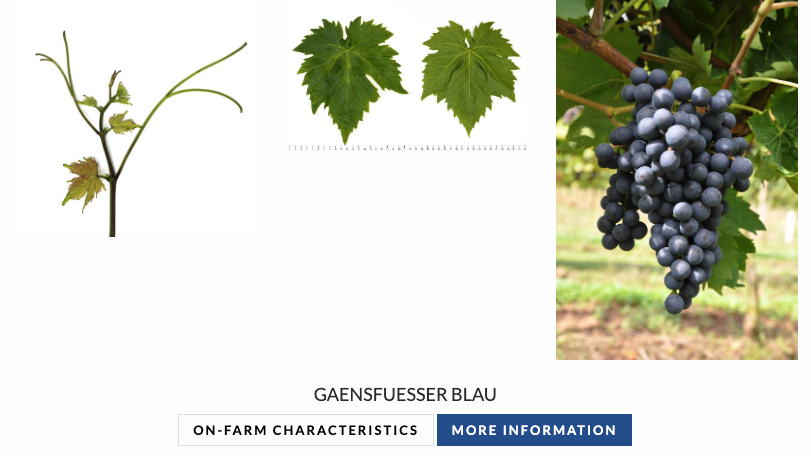 Old vines in a new catalogue – Agricultural Biodiversity Weblog